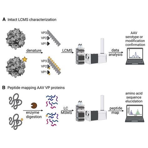 fast and high throughput lc ms characterization and peptide mapping of engineered aav capsids