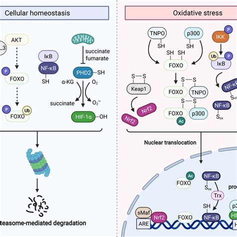 Redox Regulation Of Keap Nrf Foxo Nf B And Hif Keap Nrf Keap