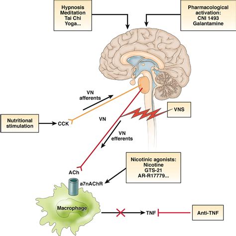 Brain Gut Interactions In Inflammatory Bowel Disease Gastroenterology