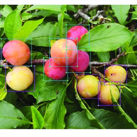 data annotation example the blue box represents mature plums and download scientific