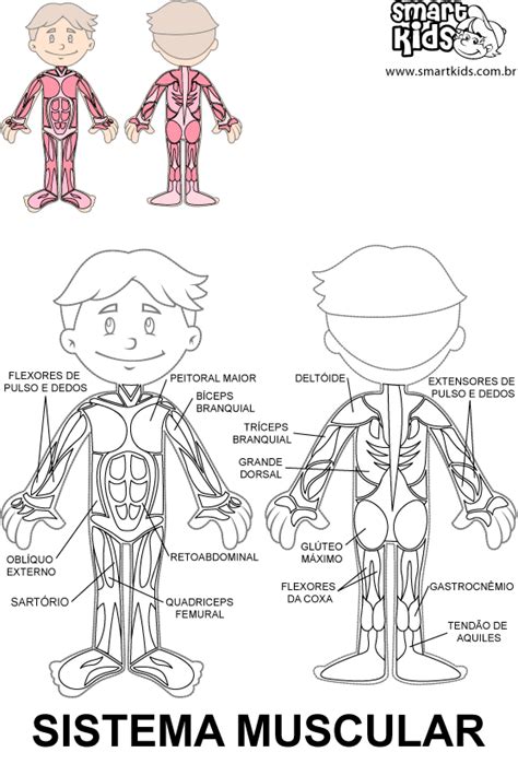 Dibujar El Sistema Muscular Para Niños Dibujo Del Sistema Muscular