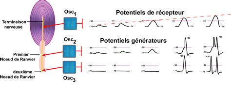 Exercice Corrig Sur Le Reflexe Myotatique
