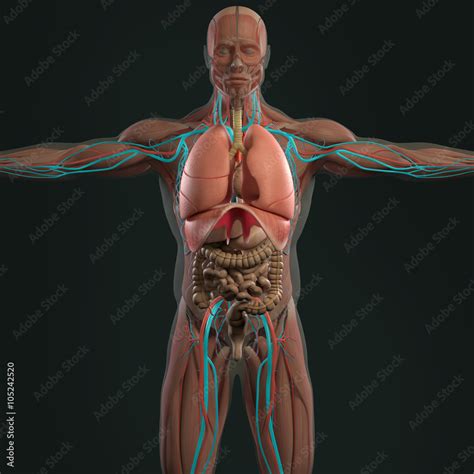 Human Anatomy 3D Futuristic Scan Technology With Xray Like View Of
