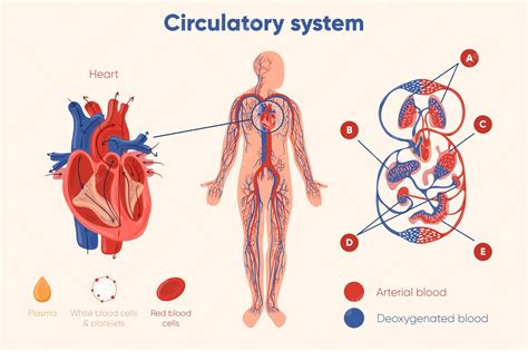 Circulatory Systems Clip Art Library The Best Porn Website
