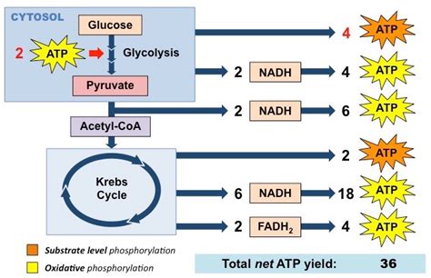 Glycolysis Steps ATP Generation And Significance