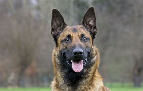 Voici Les Races De Chien Les Plus Intelligentes Au Monde