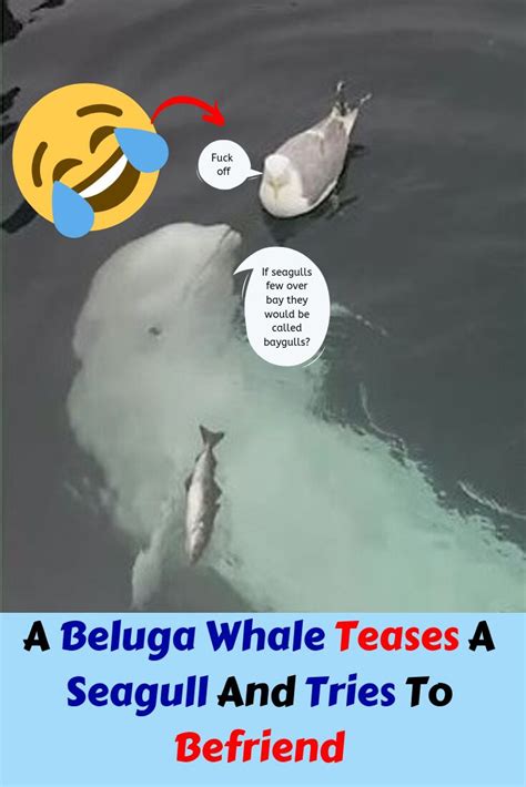 A Beluga Whale Teases A Seagull And Tries To Befriend Beluga Whale