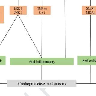 A Schematic Representation Of The Potential Cardioprotective Mechanisms