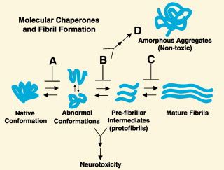 Protein Misfolding Amyloid Formation And Neurodegeneration Neuron