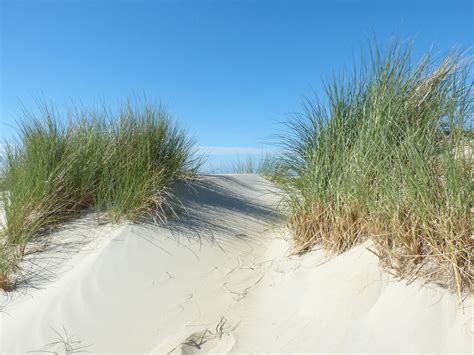 Dünen Nordsee Strand Kostenloses Foto auf Pixabay Pixabay