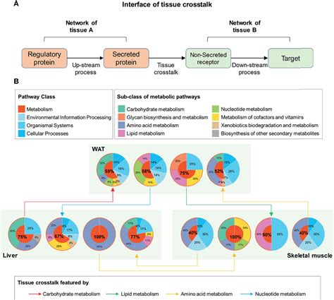 Frontiers Exploring The Multi Tissue Crosstalk Relevant To Insulin