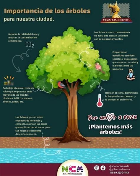 Árboles Por qué es importante plantar árboles Plantar un árbol es