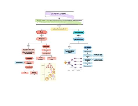 Espermatogenesis Mapa Conceptual