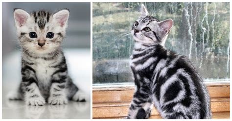 Interesting Facts About American Shorthair Cats Video Cat Fancast