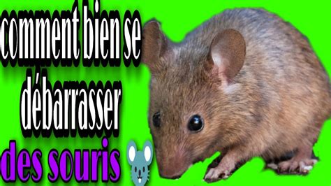 COMMENT SE DEBARRASSER DES SOURIS EN 2020 YouTube