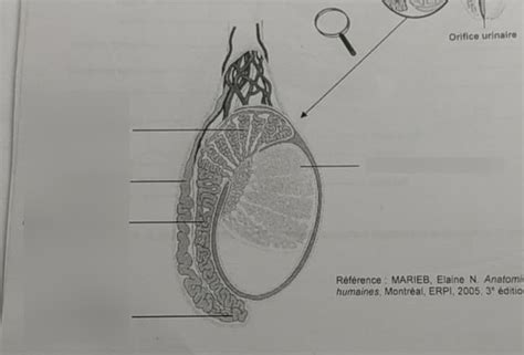 Anatomie Testicule Diagram Quizlet