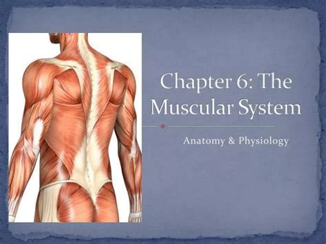 PPT Chapter 6 The Muscular System PowerPoint Presentation Free