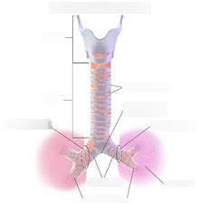 Lab Final Tracheal Anatomy Diagram Quizlet