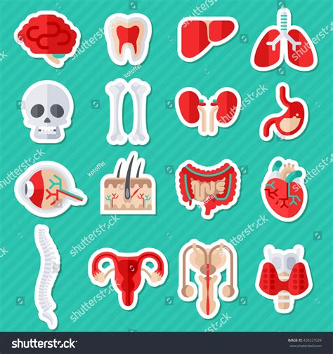 Human Internal Organs Flat Icons Stickers เวกเตอรสตอก ปลอดคา