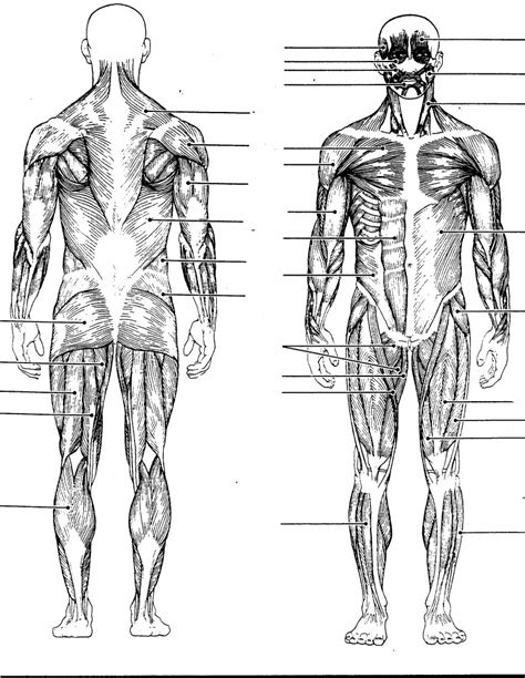 Muscle Identification Diagram Quizlet