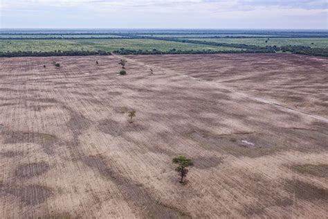 Fundación Greenpeace Argentina Hay un 21 más de desmontes que el año