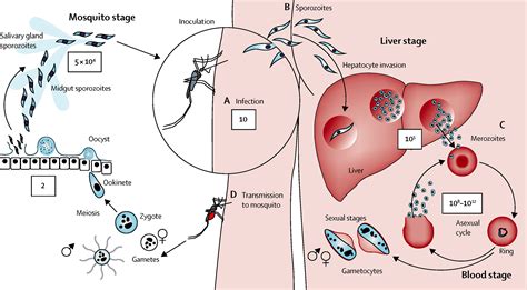 Life Cycle Of The Malaria Parasite Plasmodium