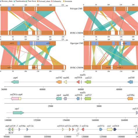 Structural Variations In Sequenced Mitochondrial Genomes From B Rapa