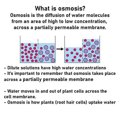 Osmosis Definition Biology
