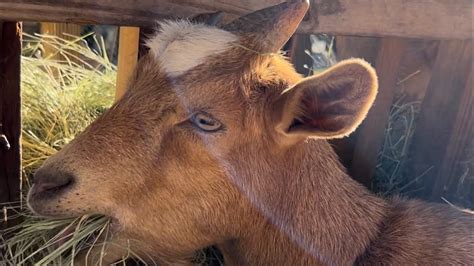 Nigerian Dwarf Pregnant Does YouTube