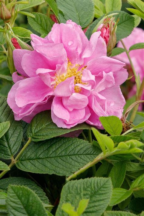 Rosa Rugosa Seaside Swirl Ruirj A Rose Garden Center Marketing
