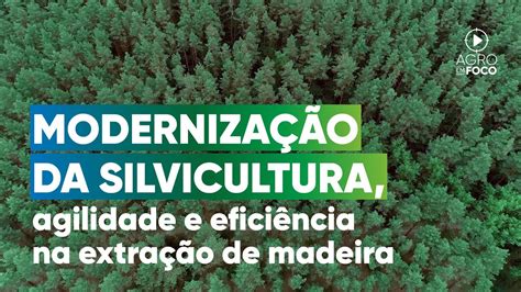 Florestas Plantadas Viram Aliadas Da Economia E Do Meio Ambiente