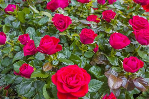 Plantation Des Rosiers Est Ce Possible D S Fin Novembre Comment