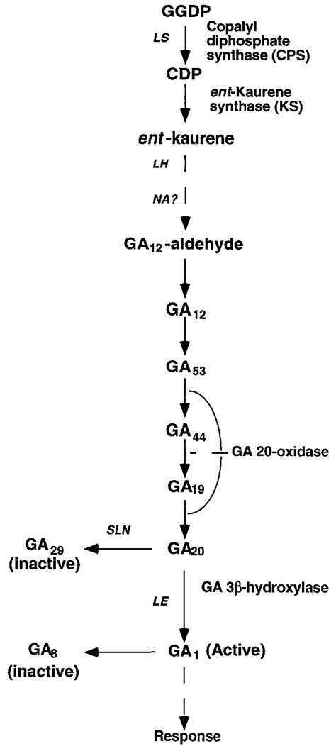 Simplified 13 Hydroxylation Pathway Of GA Biosynthesis In Vegetative