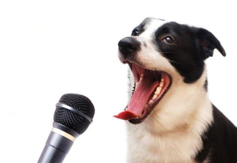 El lenguaje de los perros y las señales de calma Guía completa