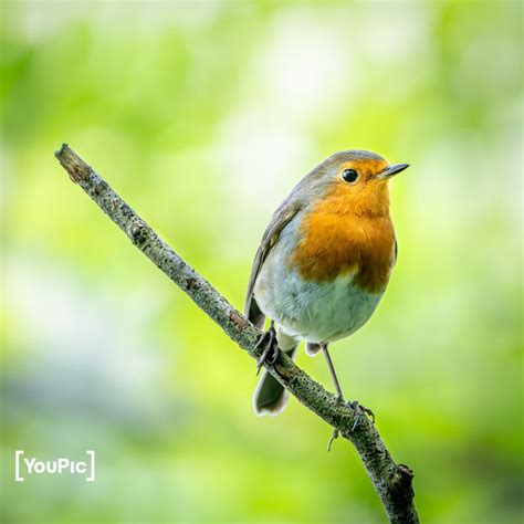 Rocky Robin By David Lea Kenney On YouPic
