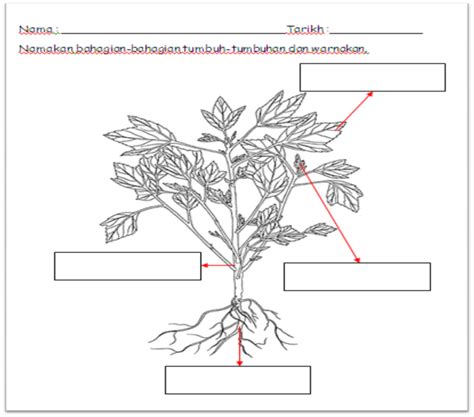 Sains Tahun Tumbuh Tumbuhan Interactive Worksheet Porn Sex Picture