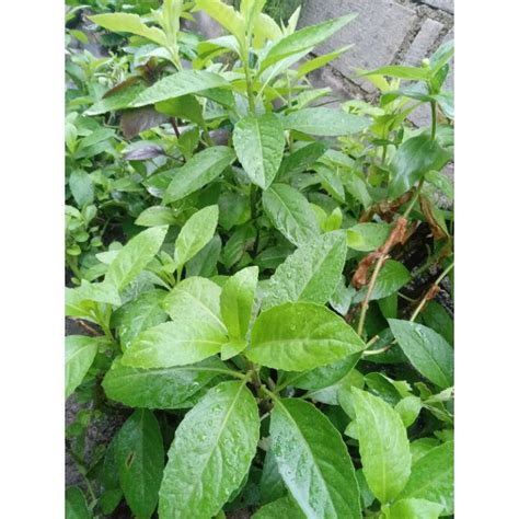 Jual Daun Tanaman Sambung Nyawa Segar Shopee Indonesia