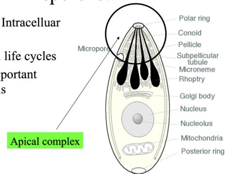 EOS Protozoans Flashcards Quizlet