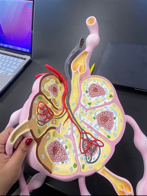 Lymph Node Model Diagram Quizlet