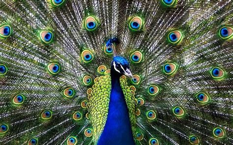 Pavo real Características hábitat alimentación y reproducción
