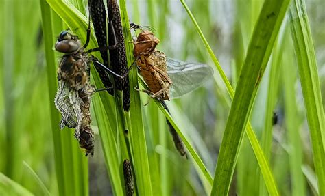 Libelle Metamorphose Insekten Kostenloses Foto Auf Pixabay Pixabay