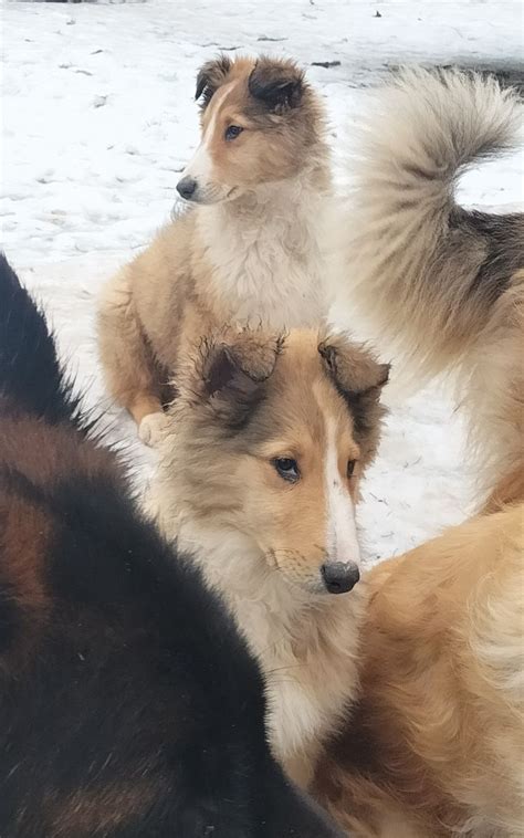 Owczarek Szkocki Collie Długowłosy Basonia OLX pl