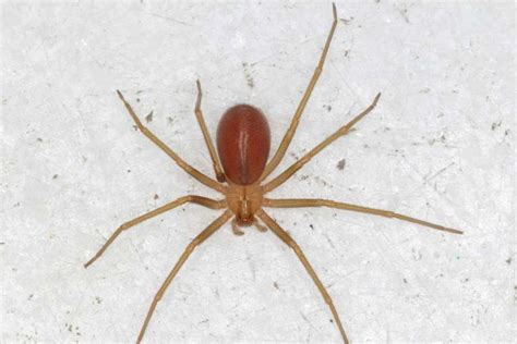 Come riconoscere un ragno violino e proteggersi al meglio mai più rischi