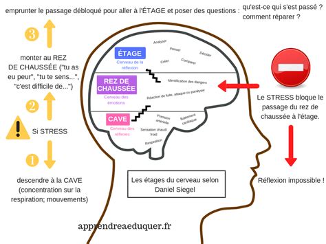 Les étages du cerveau pour mieux comprendre les réactions émotionnelles