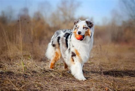 Voici la liste des 20 races de chiens préférées des Français en 2023
