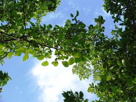 Free Images Tree Nature Forest Branch Sky Sunlight Leaf Flower