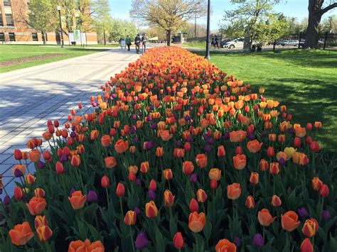 Jardin Botanique de Montréal Botanic Gardens Tulips in t Flickr