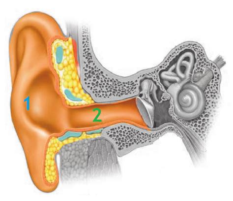 Anatomofisiología del Oído Oído Externo Audiología didáctica para