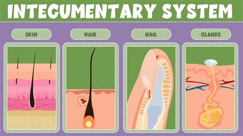 Integumentary System What It Is Function Organs 42 OFF