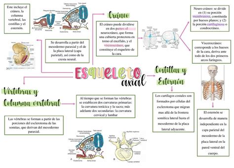Esqueleto Axial El Rincón Médico uDocz